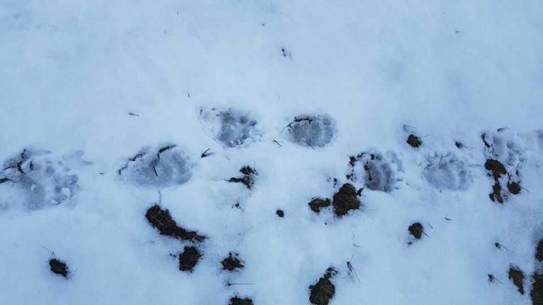 Stopy medveďa pod Baske. – CHKO Biele Karpaty